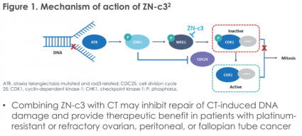 AACR 2022: A phase 1b dose-escalation study of ZN-c3, a WEE1 inhibitor ...